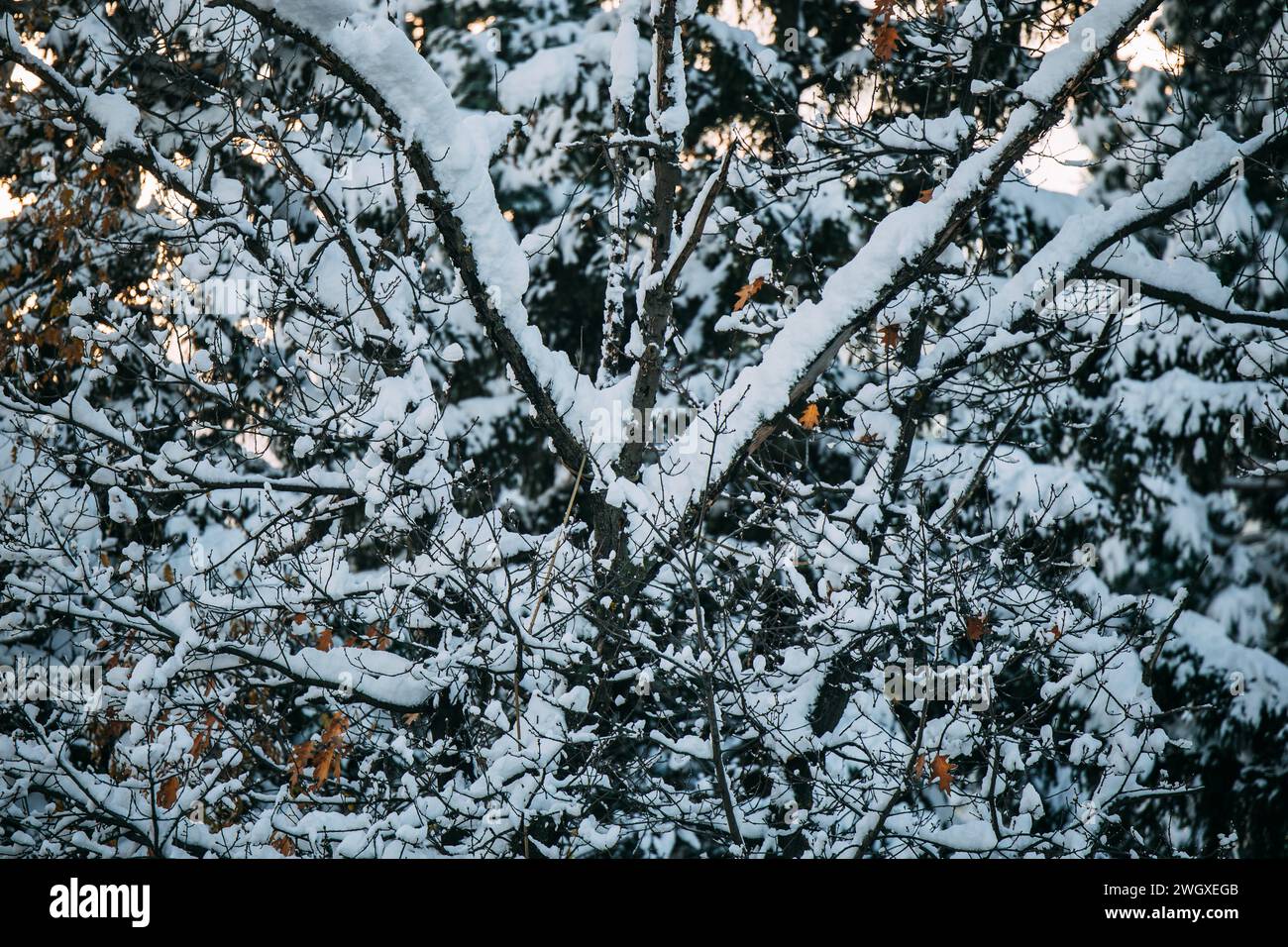 Snow on the branches of trees and bushes after a snowfall. Beautiful ...