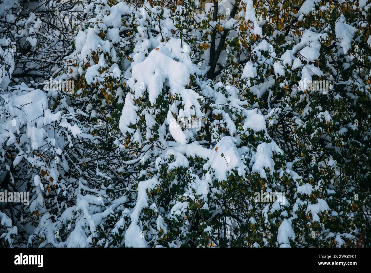 Snow on the branches of trees and bushes after a snowfall. Beautiful ...