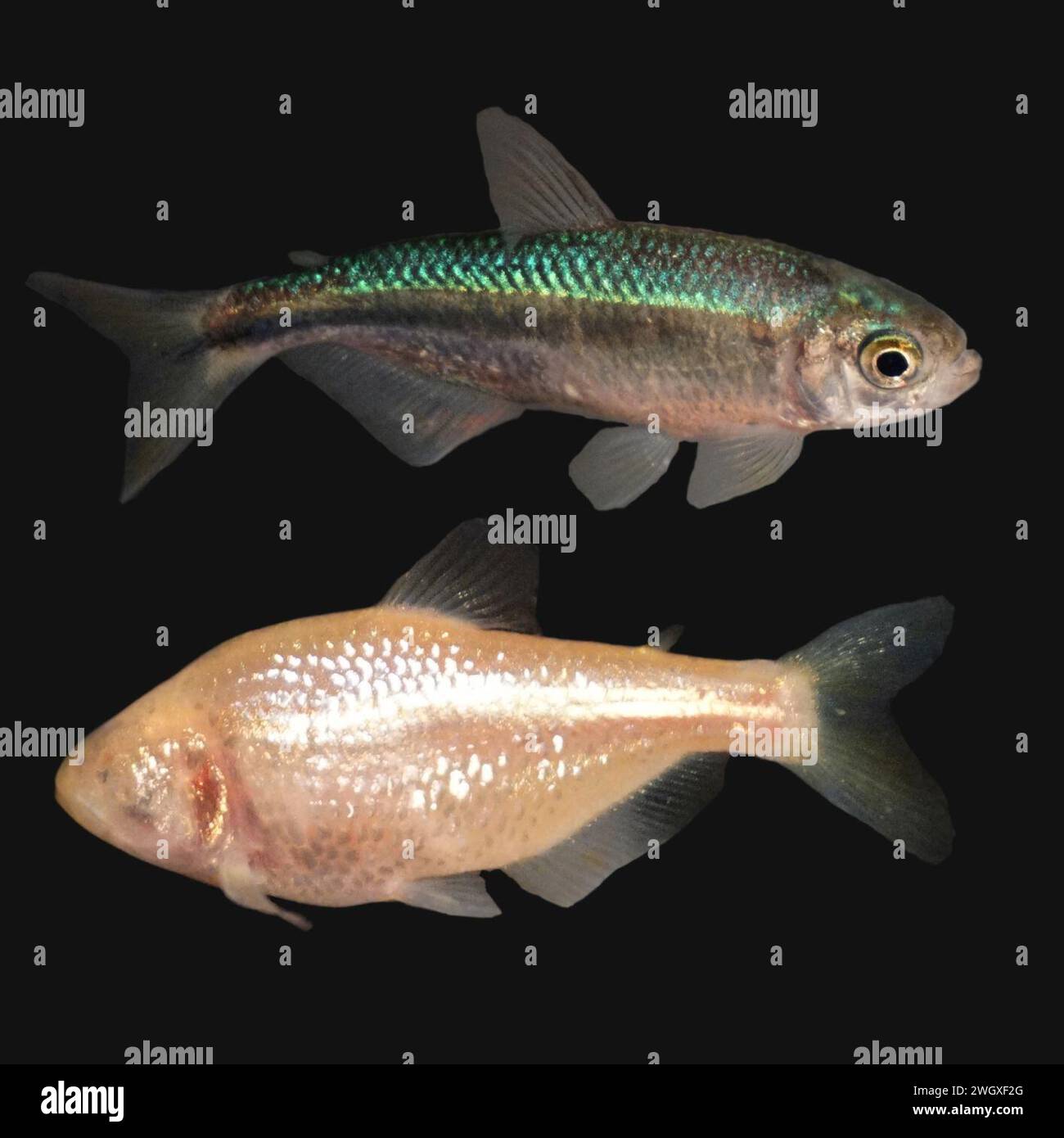 Cavefish hi-res stock photography and images - Alamy