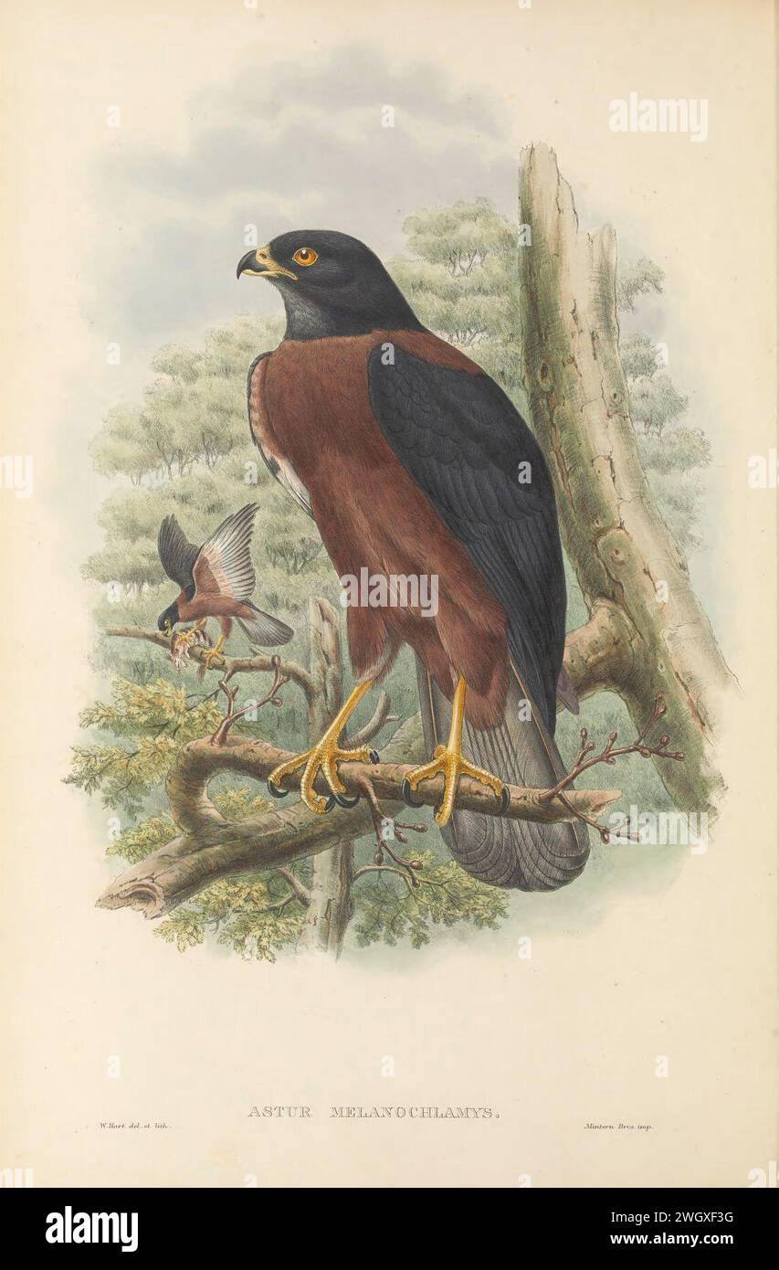 Astur melanochlamys - The Birds of New Guinea Stock Photo - Alamy