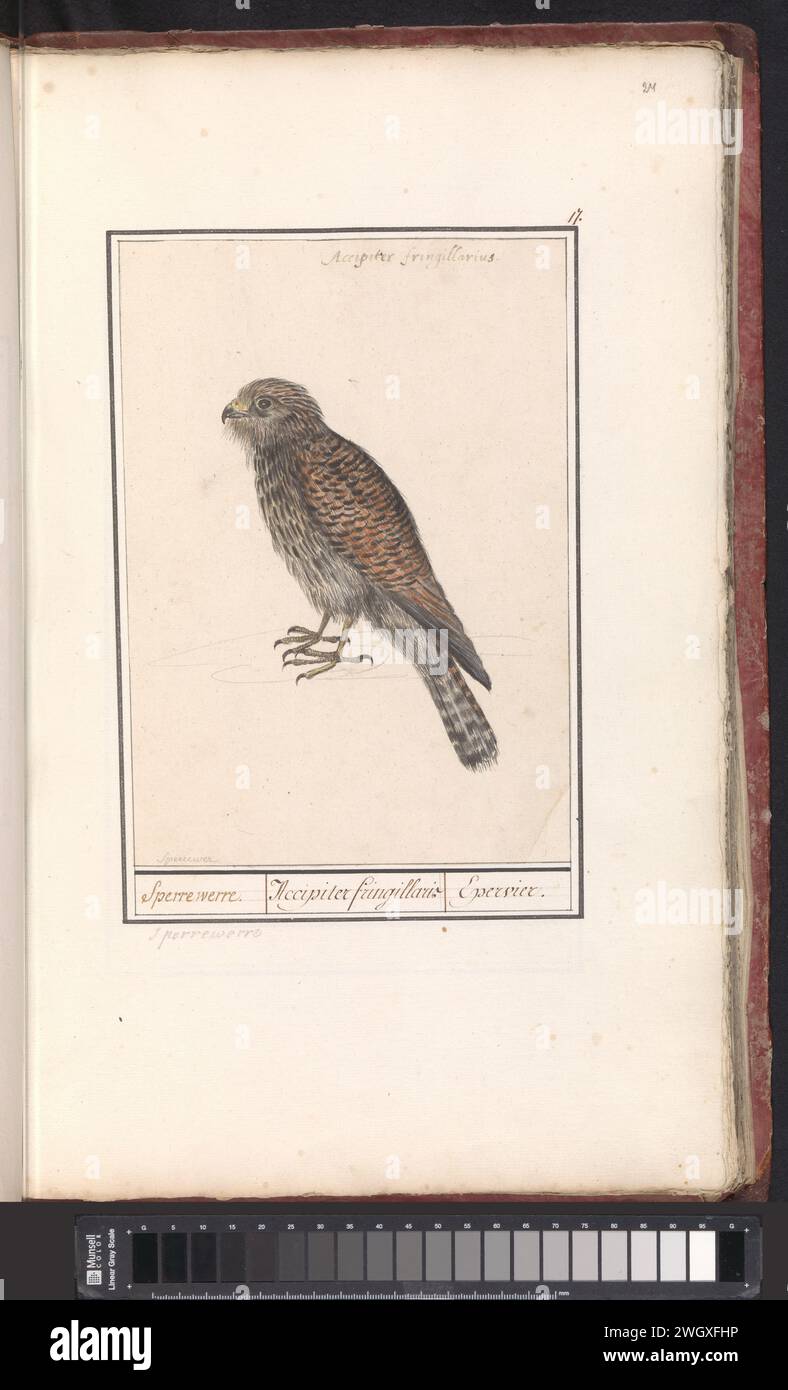 Merlin Anselm Bootius of Boodt, 1596 - 1610 drawing Smelleken ...