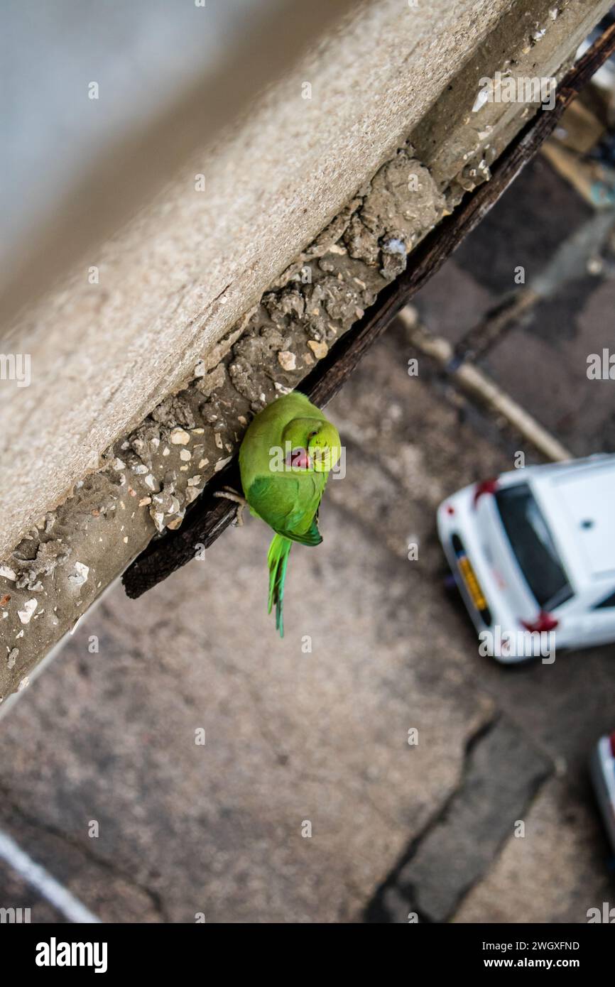 Tel Aviv, Israel – February 6, 2024 Parrot in Tel Aviv, an emblematic ...