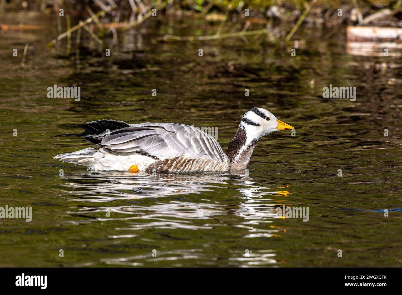 The bar-headed goose, Anser indicus is a goose that breeds in Central ...