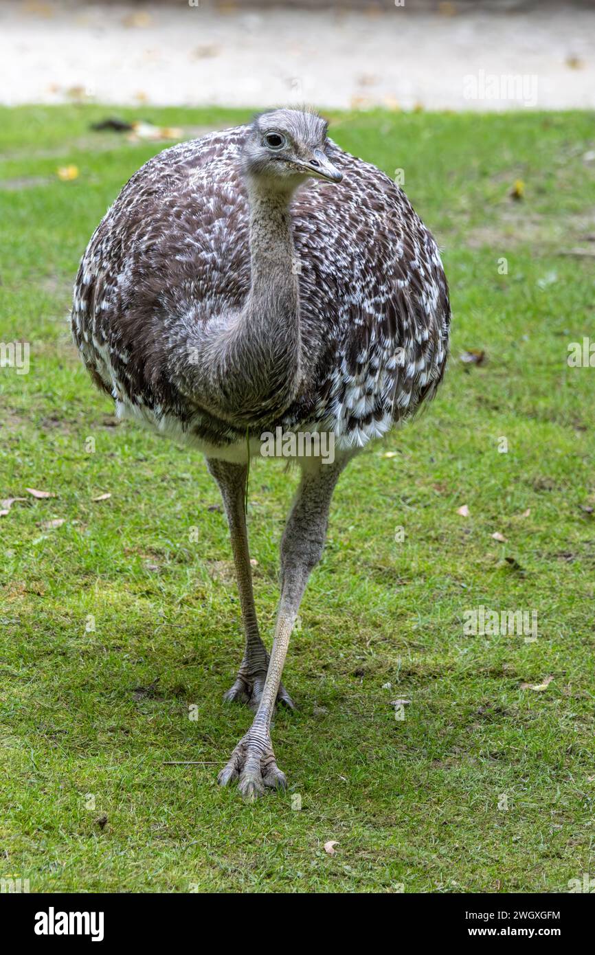 Darwin's rhea, Rhea pennata also known as the lesser rhea. It is a ...
