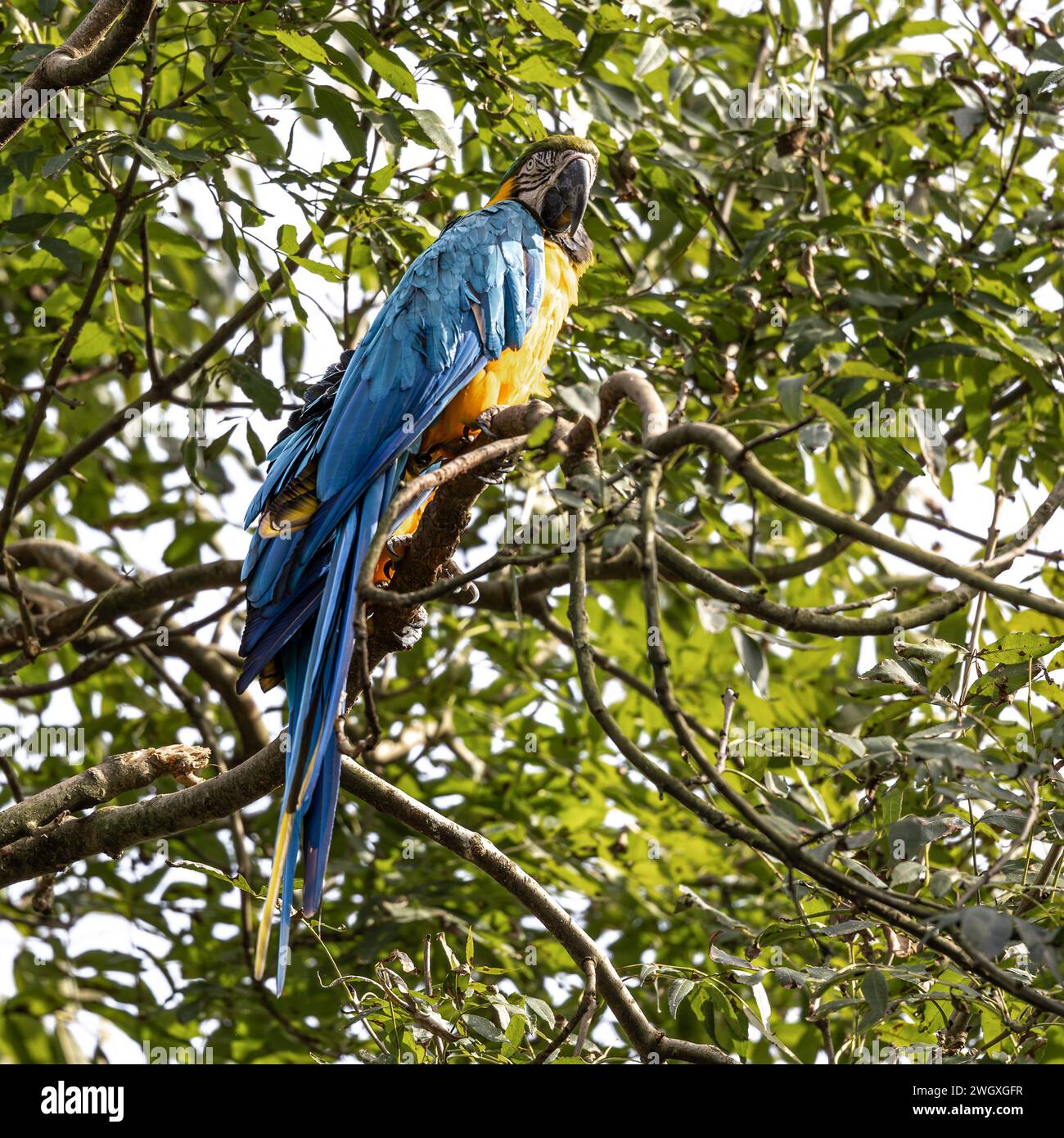 The Blue-and-yellow Macaw, Ara ararauna also known as the blue-and-gold macaw, is a large South ...