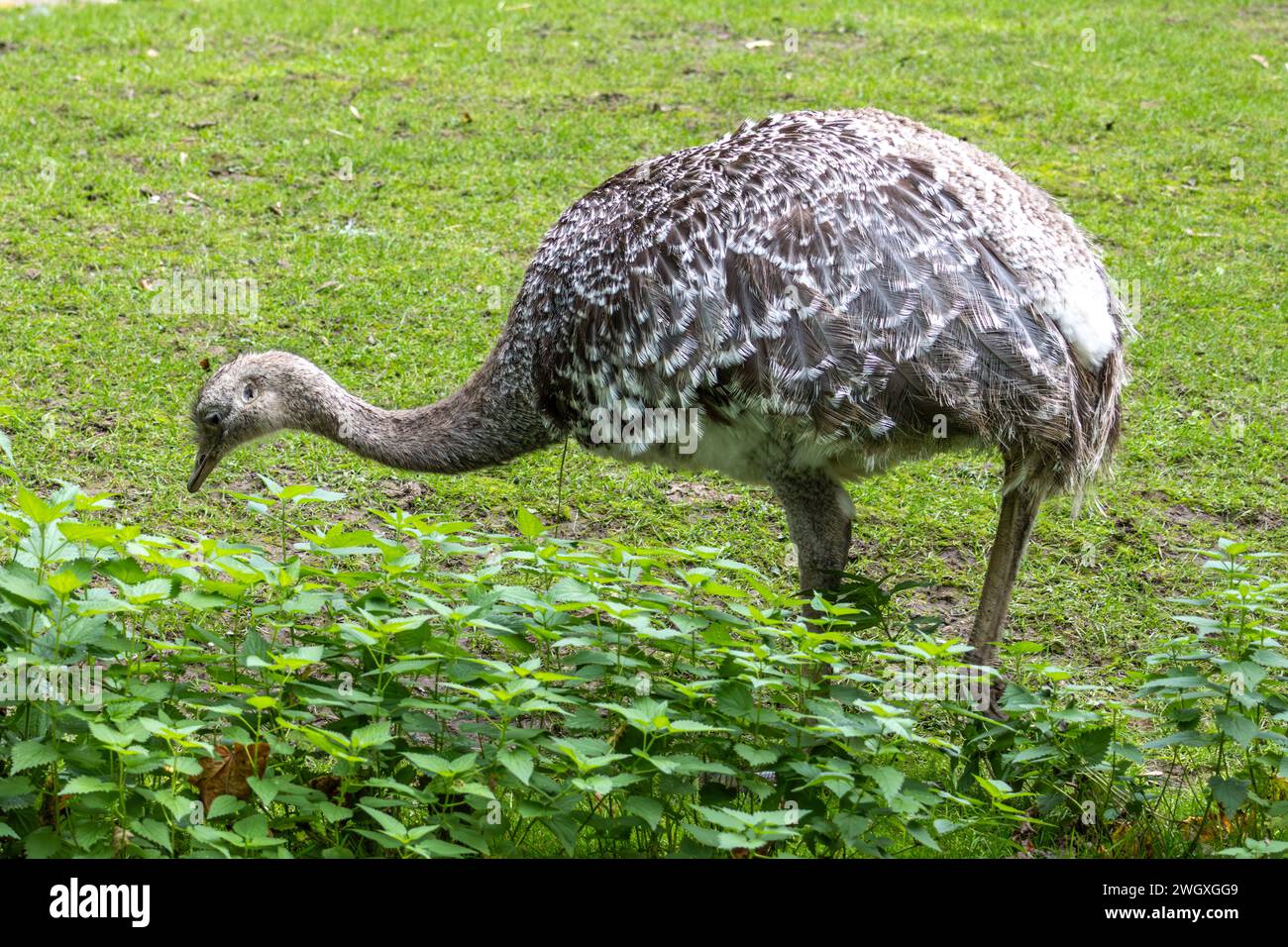 Darwin's rhea, Rhea pennata also known as the lesser rhea. It is a ...