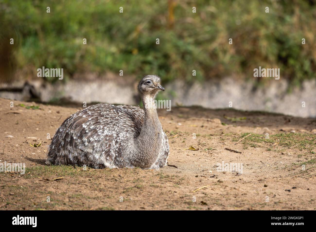 Darwin's rhea, Rhea pennata also known as the lesser rhea. It is a ...
