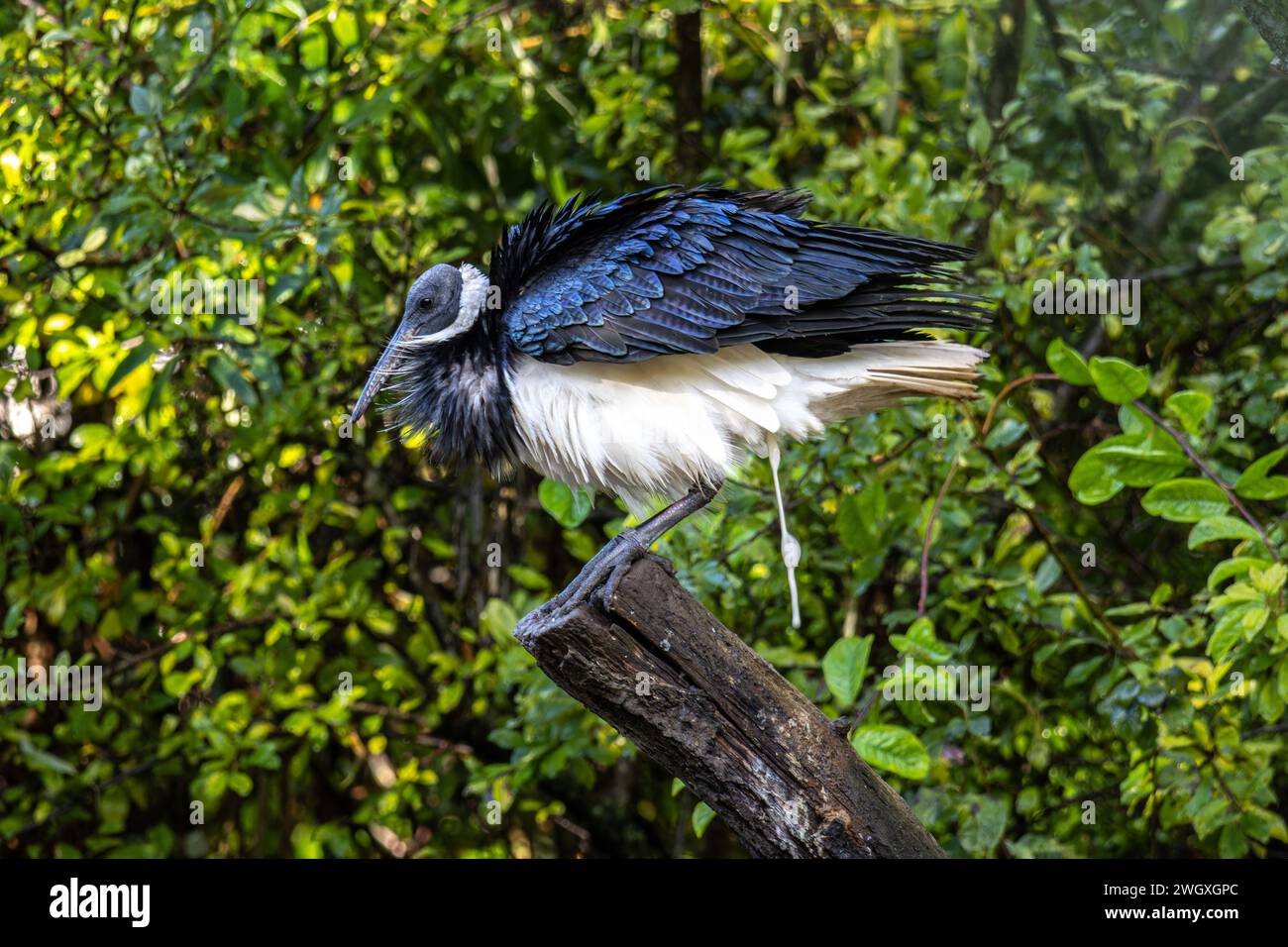 The Straw-necked Ibis, Threskiornis spinicollis is a bird of the ibis ...