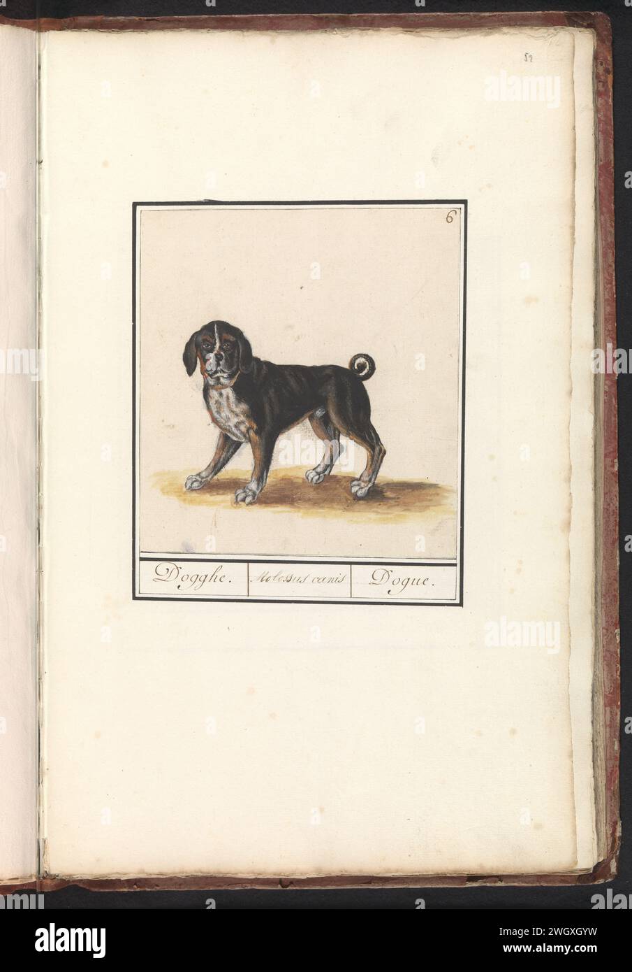 Molosser type dog hi-res stock photography and images - Alamy