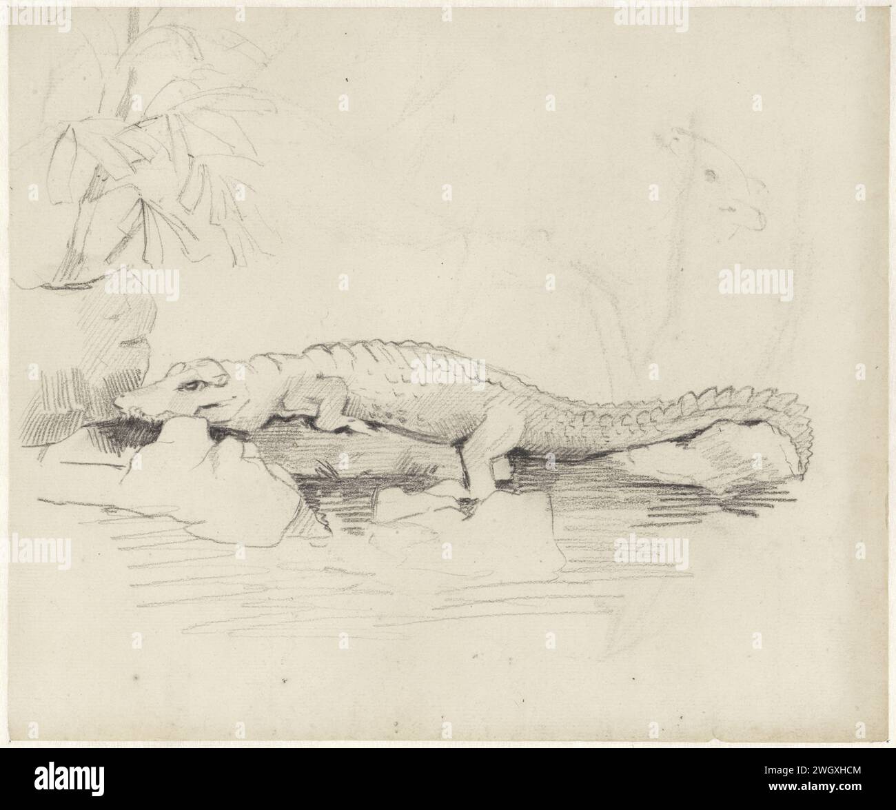 Krokodil, Piet Meiners, 1867 - 1903 drawing paper. chalk crocodiles ...