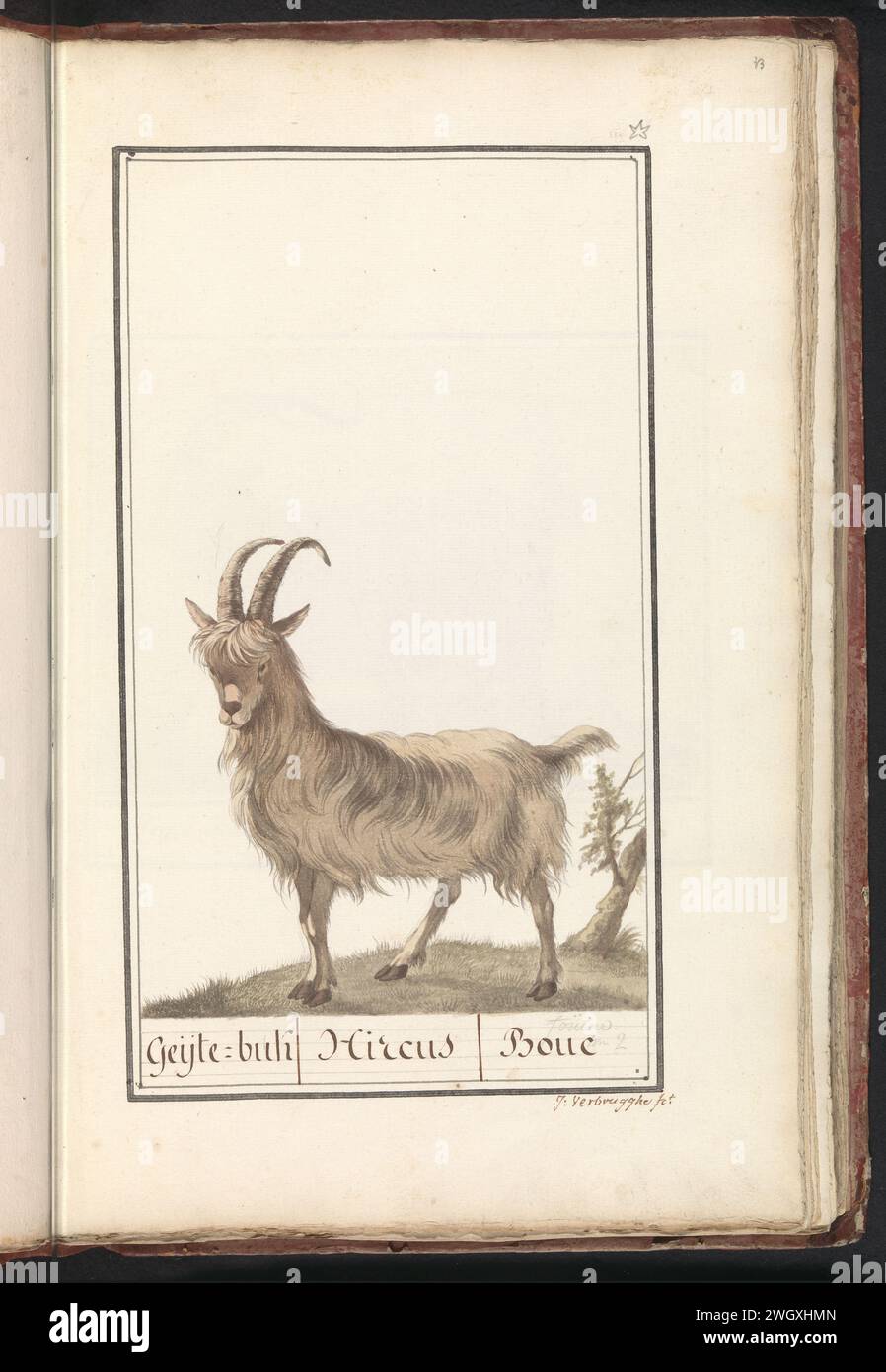 Geit (Goat), J. Verbrugghe, 1790 - 1814 drawing Goat (goat). Unnumbered ...