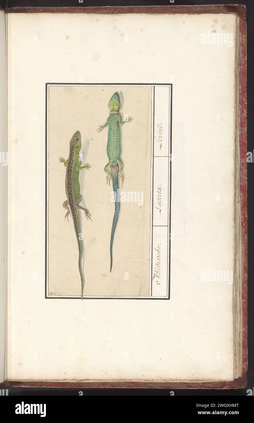 ZANDHAGEDIS (Agilis), Anselm Bootius of Boodt, 1596 - 1610 drawing Sand ...