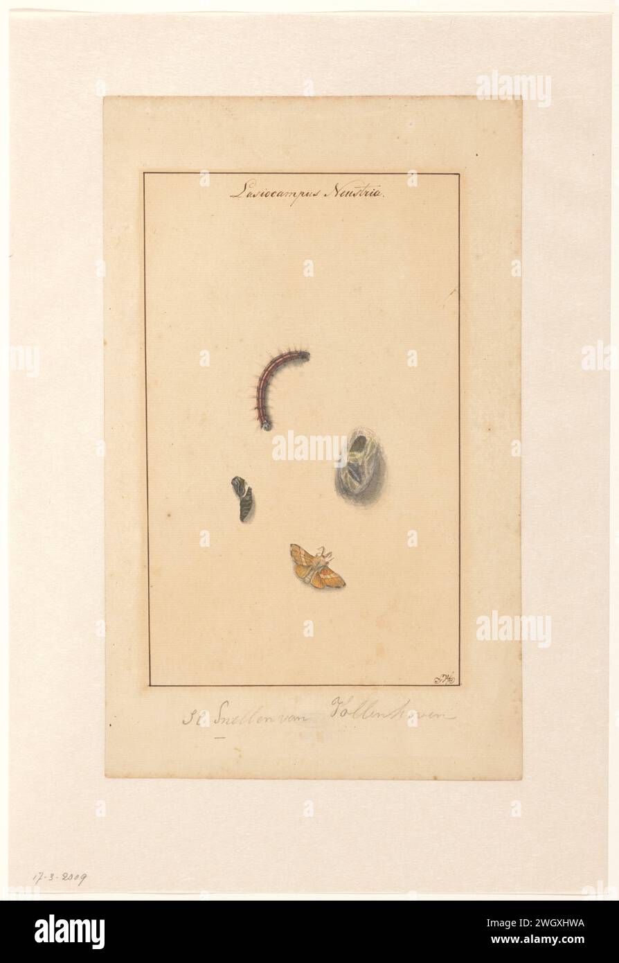 Caterpillar, egg, cocoon and butterfly from Lasiocampus Neustria ...