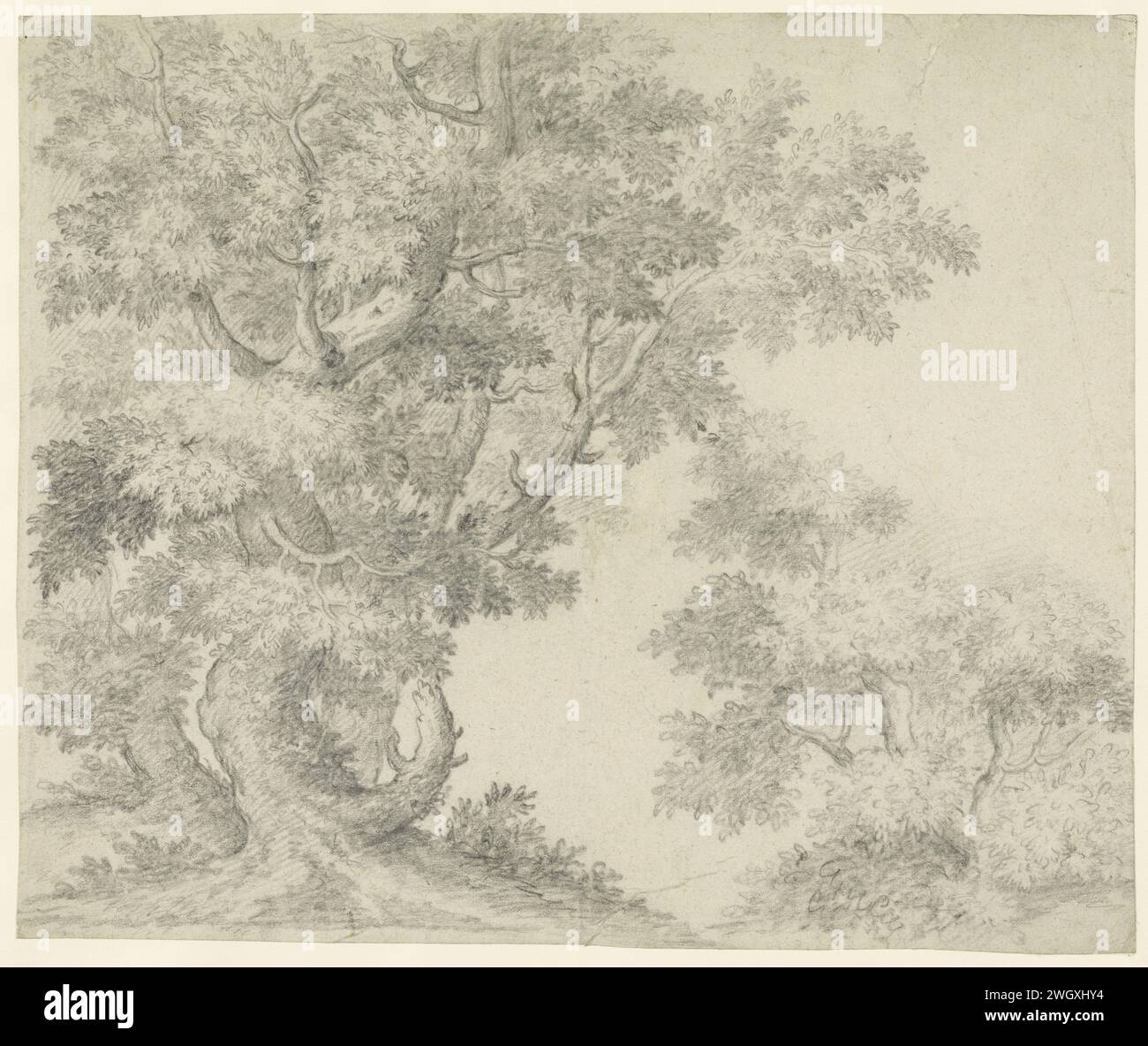 Study of two tree groups, Crescenzio Onofrij, 1600 - 1699 drawing ...