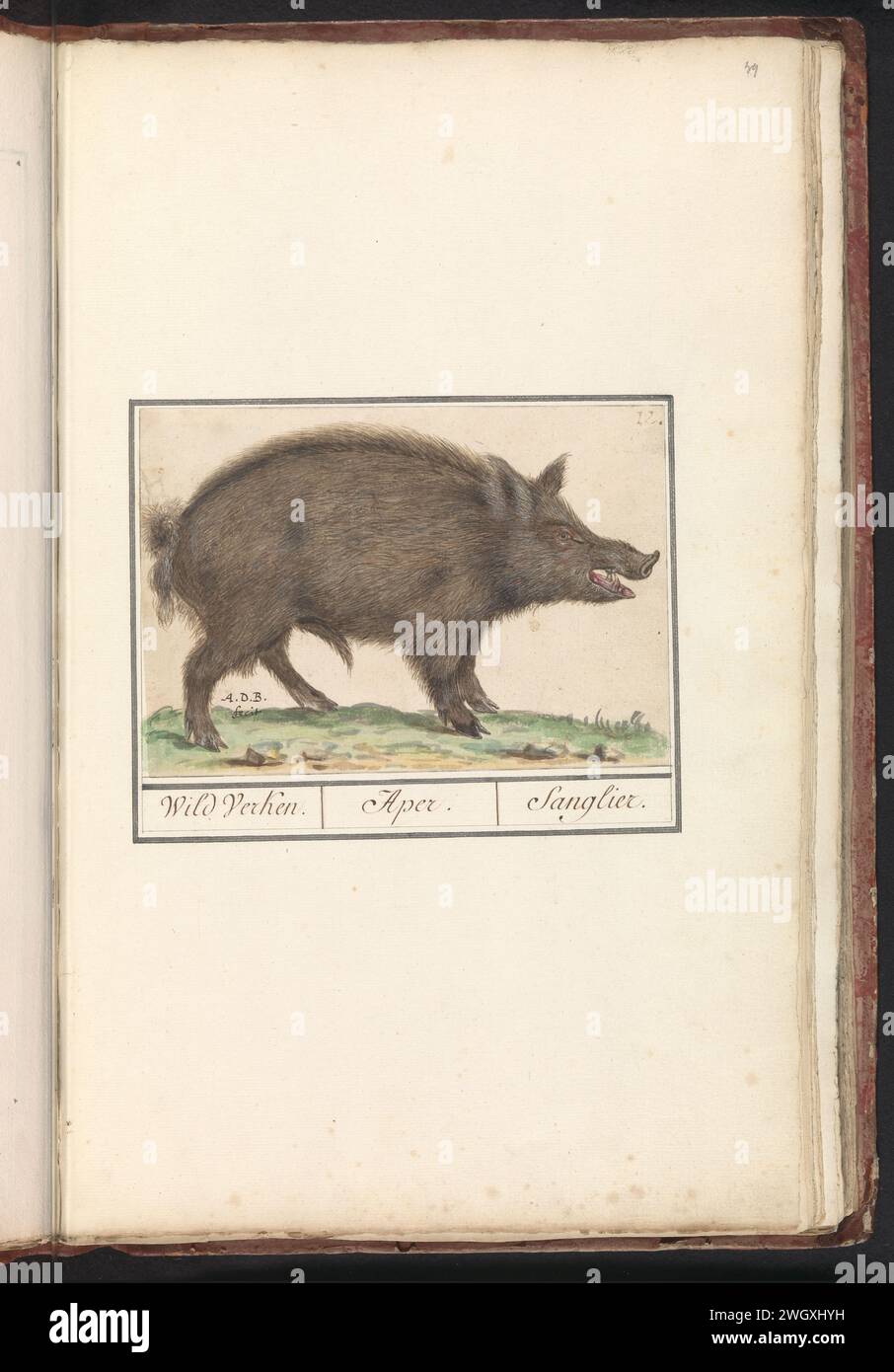 Wild Boar (Sus scrofa), Anselm Boote de Boodt, 1596 - 1610 drawing Wild ...