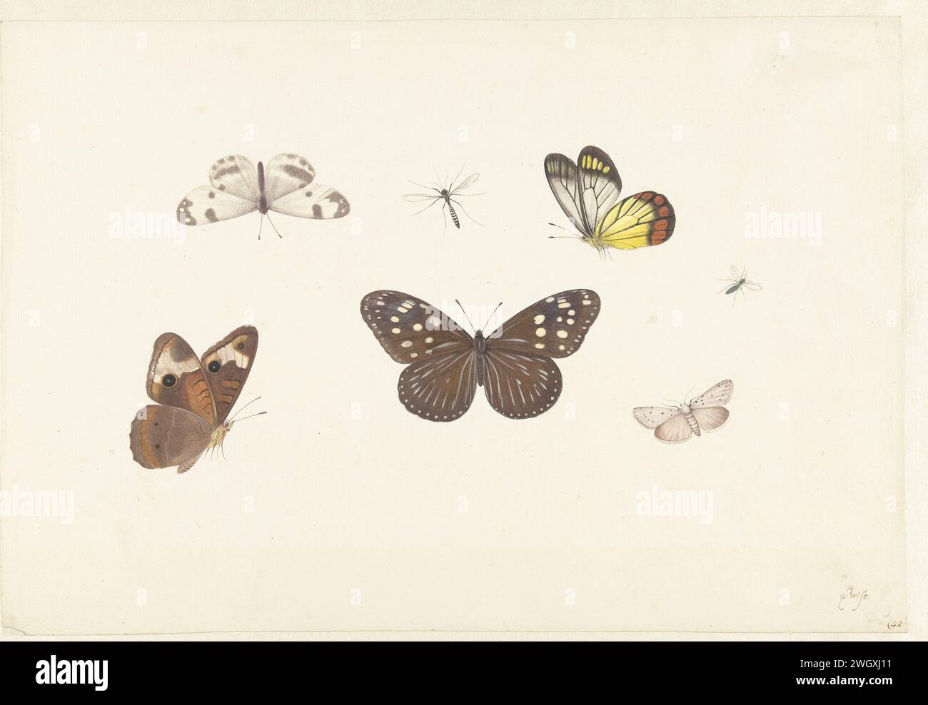 Leaf with five butterflies and two birds, Pieter Withoos, c. 1674 - c ...