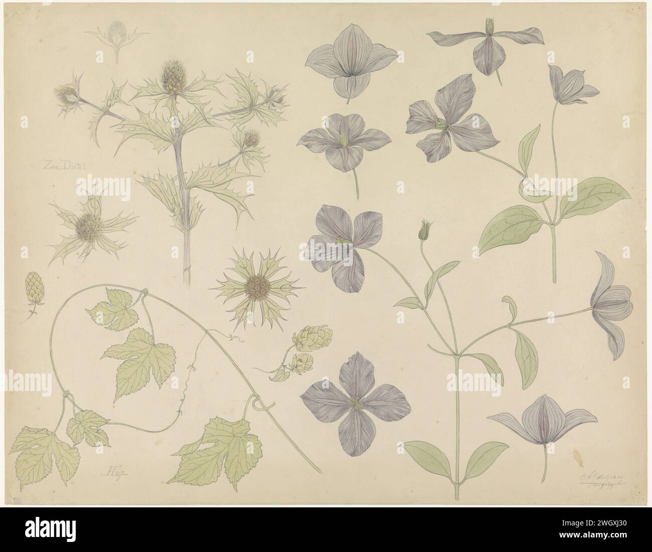Study sheet with seastyst, hop and clematis, julie de glad, 1899 ...