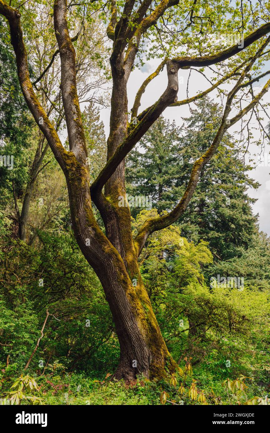 old slanted tree in Arboretum Stock Photo - Alamy