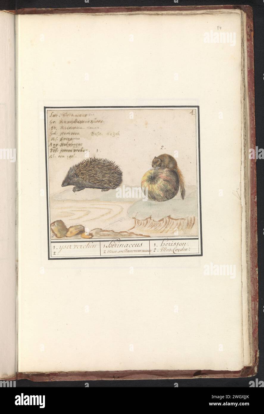 Egel (hedgehog europaeus) en een hazelmuis (Muscardinus Avellanarius ...