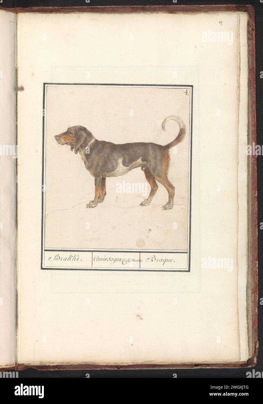 Beagle or Braque du Bourbonnais (Canis familiaris), Anselm Bootius de ...