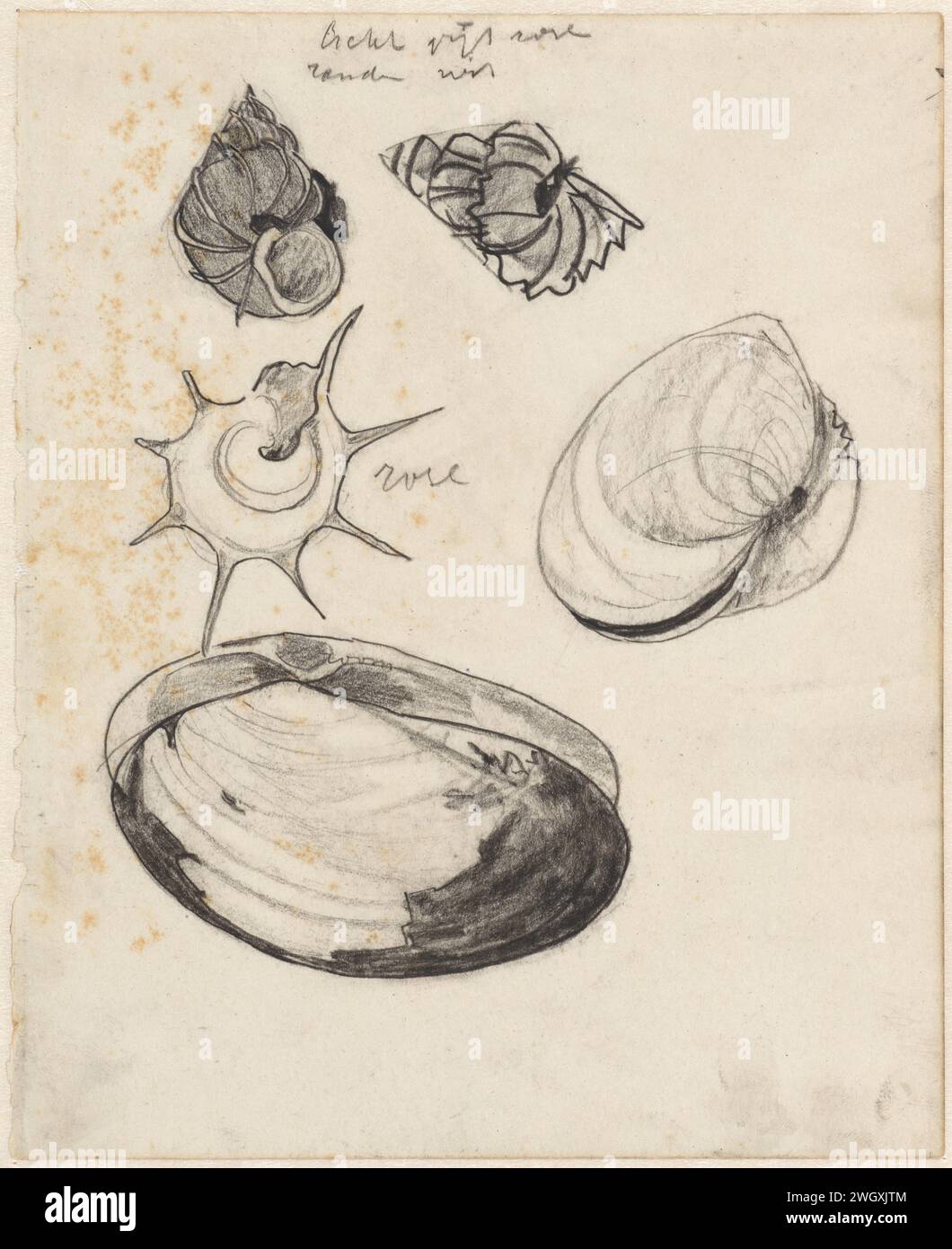 Study sheet with shells, Theo Nieuwenhuis, 1876 - 1951 drawing paper ...
