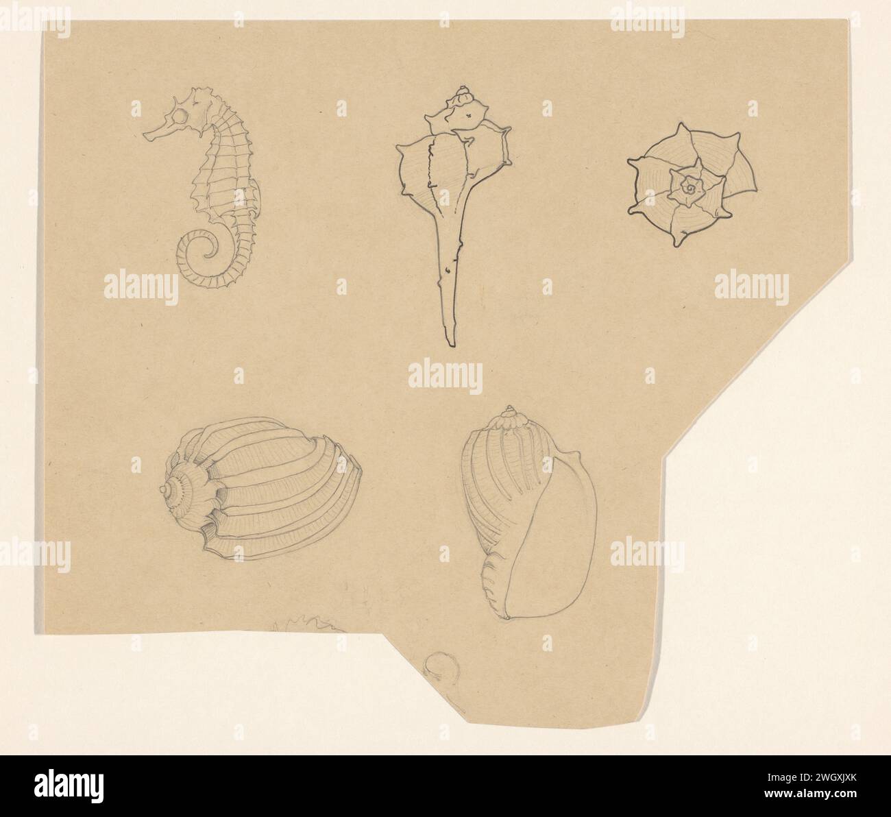 Study sheet with shells and a sea horse, Julie de Graag, 1887 - 1924 drawing paper. pencil bony ...