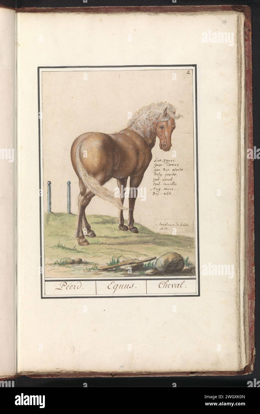 Paard (horse wild horse), Anselm Bootius of Boodt, 1596 - 1610 drawing ...