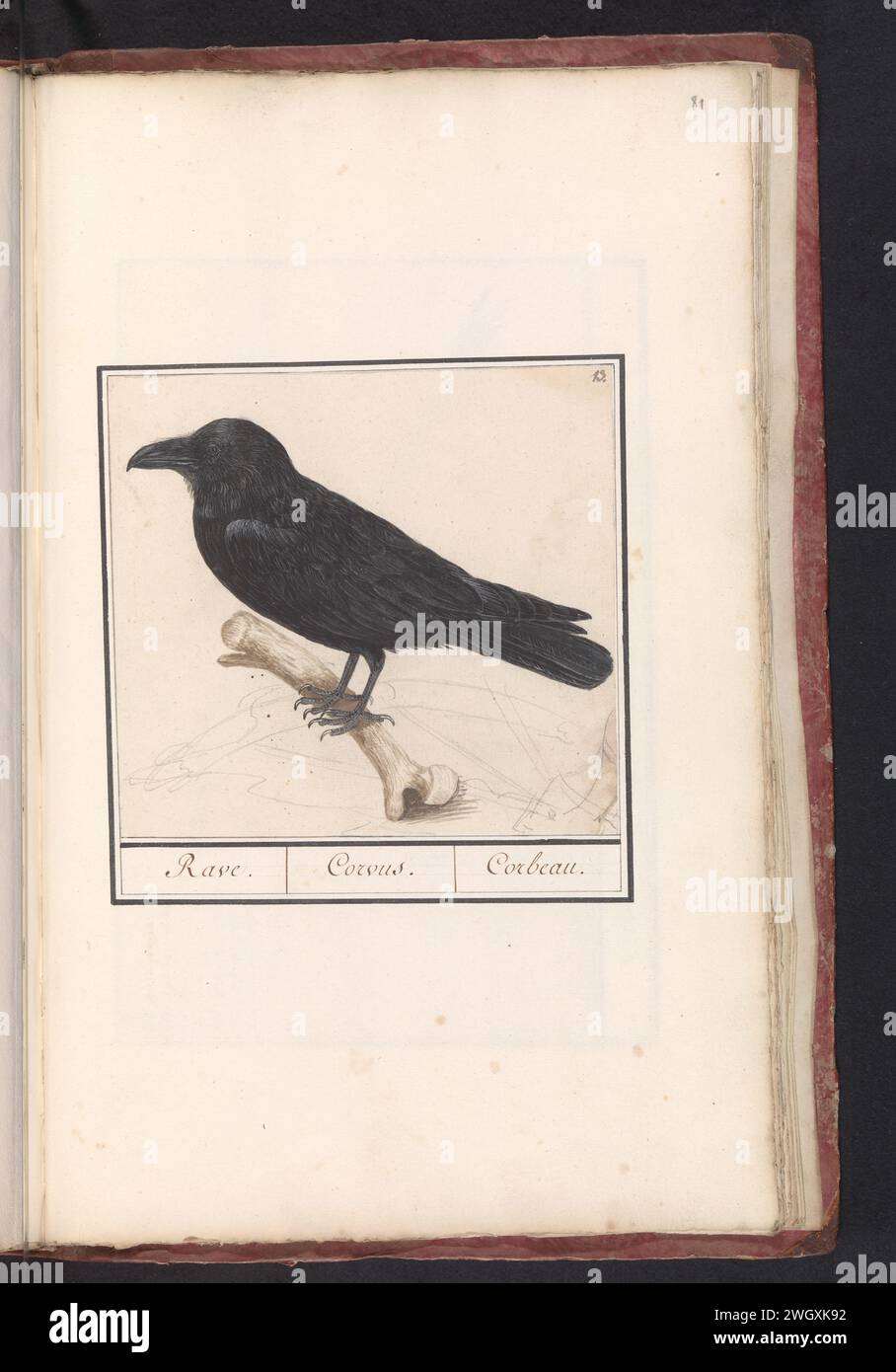 Raaf (Corvus), Anselm Boote de Boodt, 1596 - 1610 drawing Raven ...