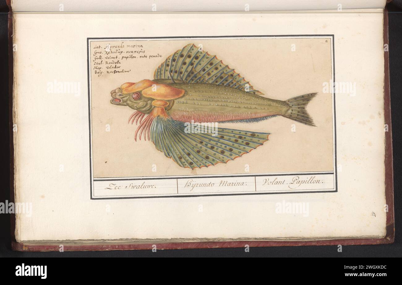 Flying fish (exocoetidae), Anselmus Boëtius de Boodt, 1596 - 1610 ...
