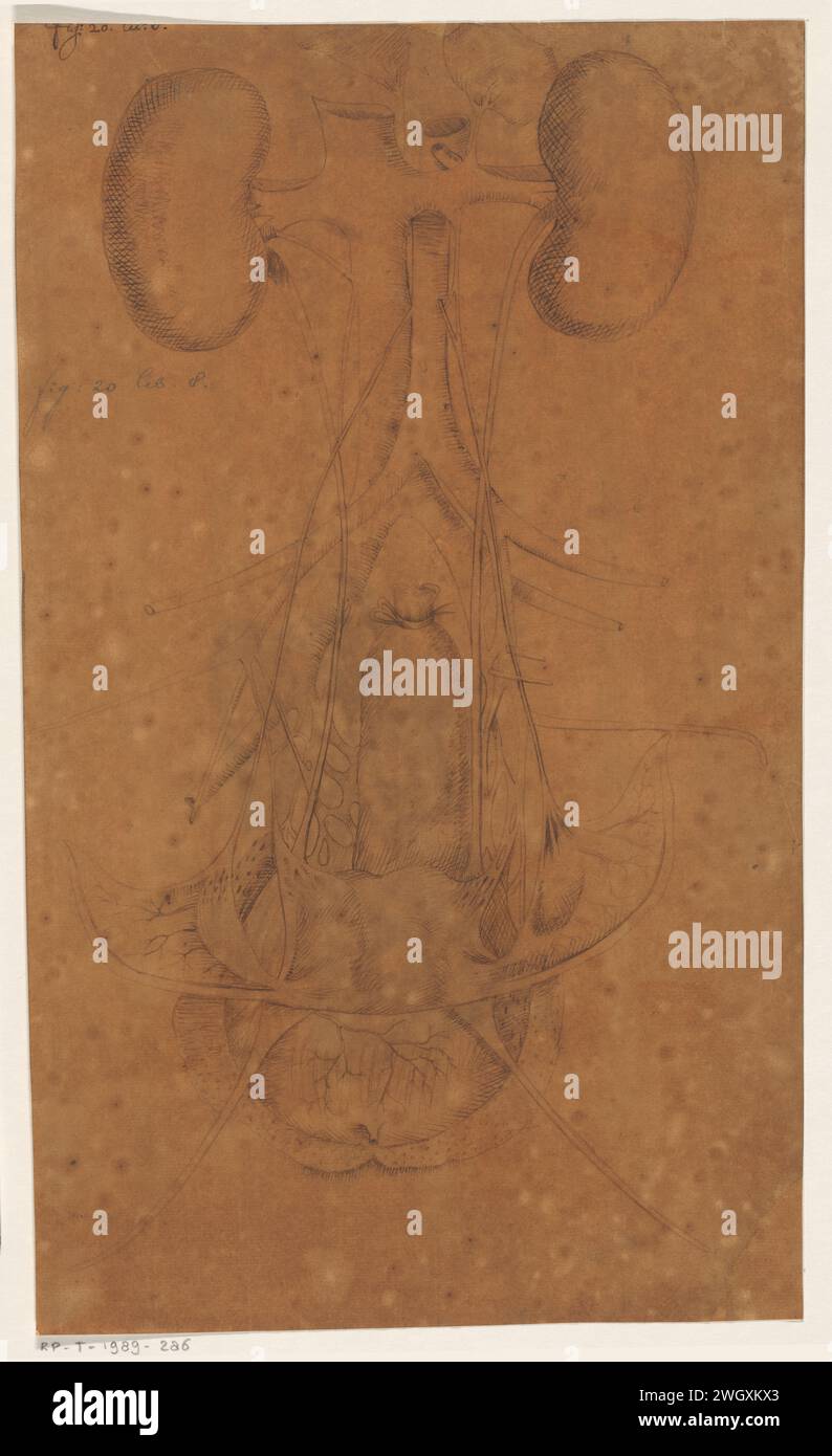 Anatomical study of the kidneys and bladder, anonymous, 1630 - 1649 ...