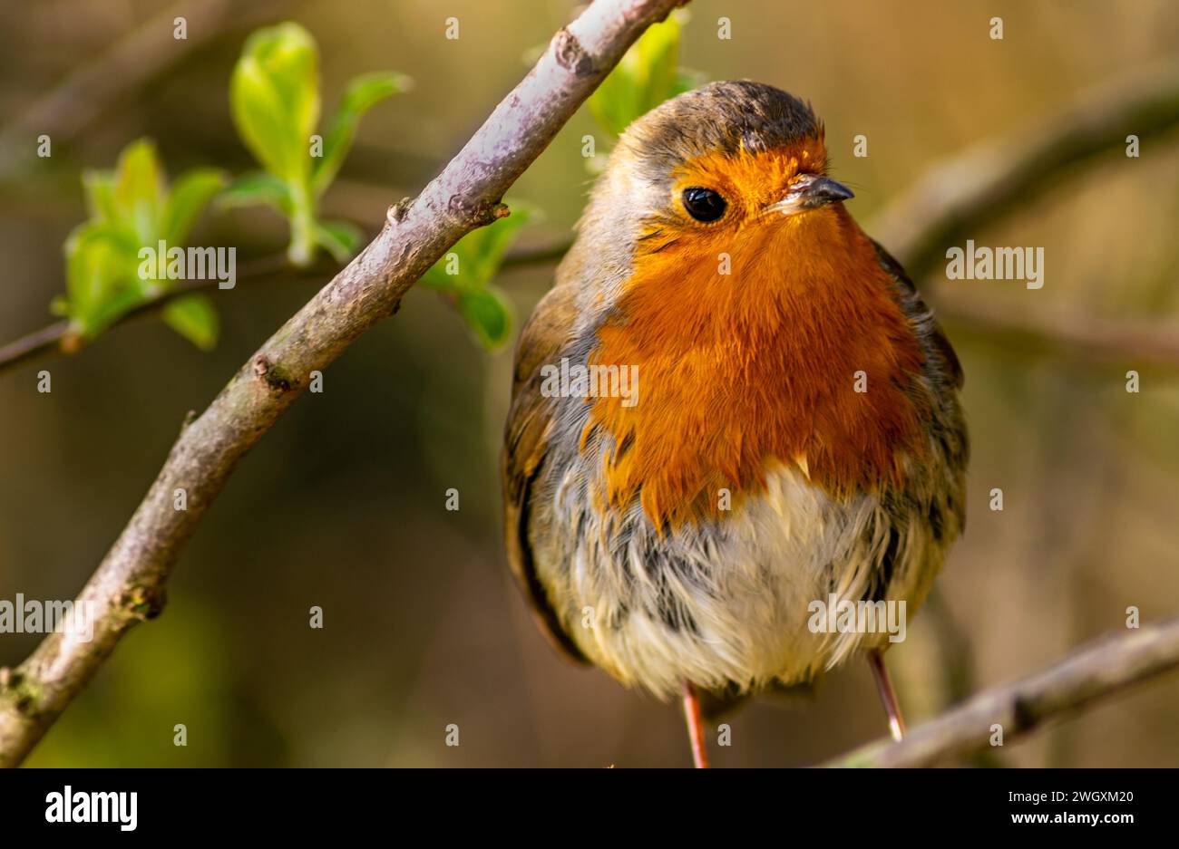 Wildflower uk bird hi-res stock photography and images - Alamy
