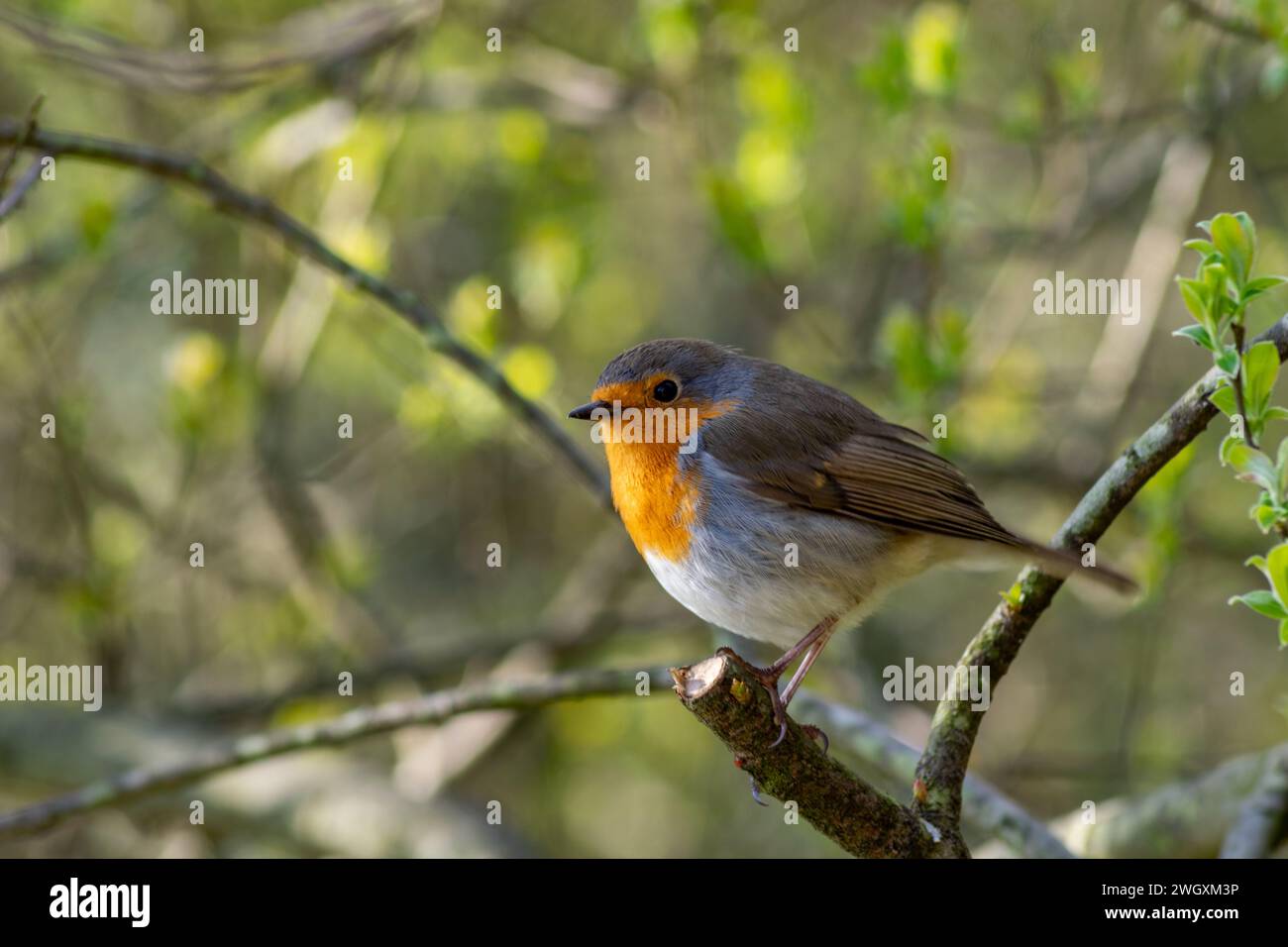 Wildflower uk bird hi-res stock photography and images - Alamy