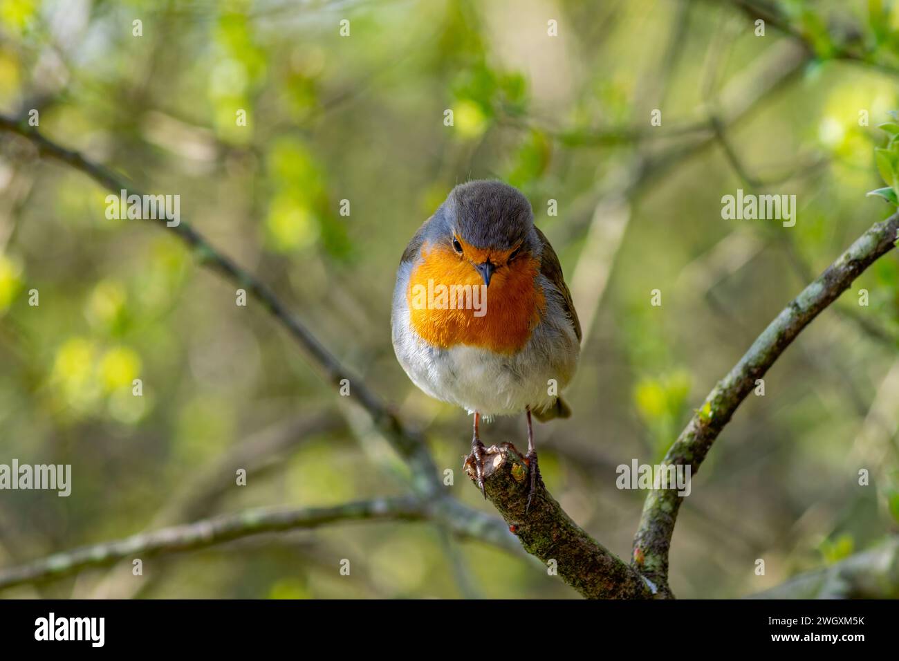 Birding life hi-res stock photography and images - Alamy