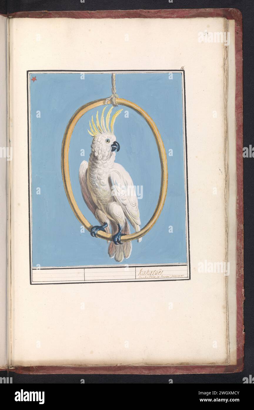 Grot gelkuifikooe (Cacatua Galerate), Anonymous, 1790 - 1814 drawing ...