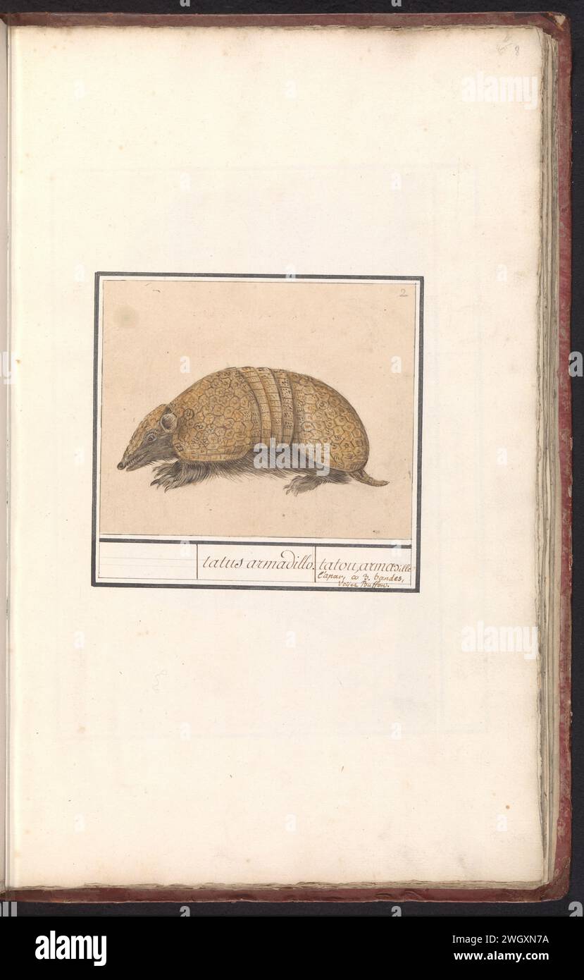 Bullet Bulletier (Tolypeutes Matacus), Anselmus Boëtius de Boodt, 1596 ...