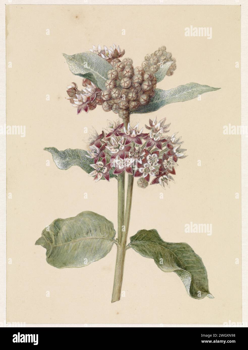 Flowering Asclepias Species, Jan Jacob Goteling Vinnis, 1831 - 1900 ...