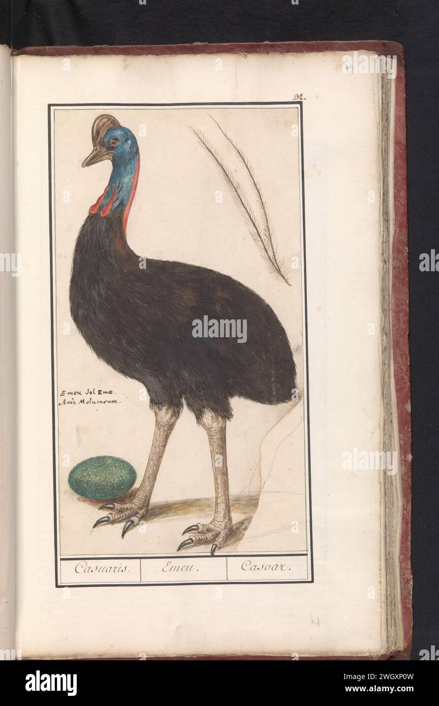 Helmkasuaris (Casuarius), Anselm Boote de Boodt, 1596 - 1610 drawing ...
