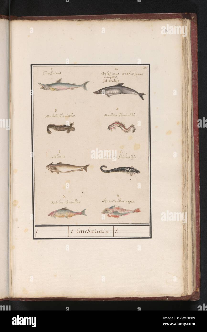Sheet with eight different fish, Anselmus Boëtius de Boodt, 1596 - 1610 ...