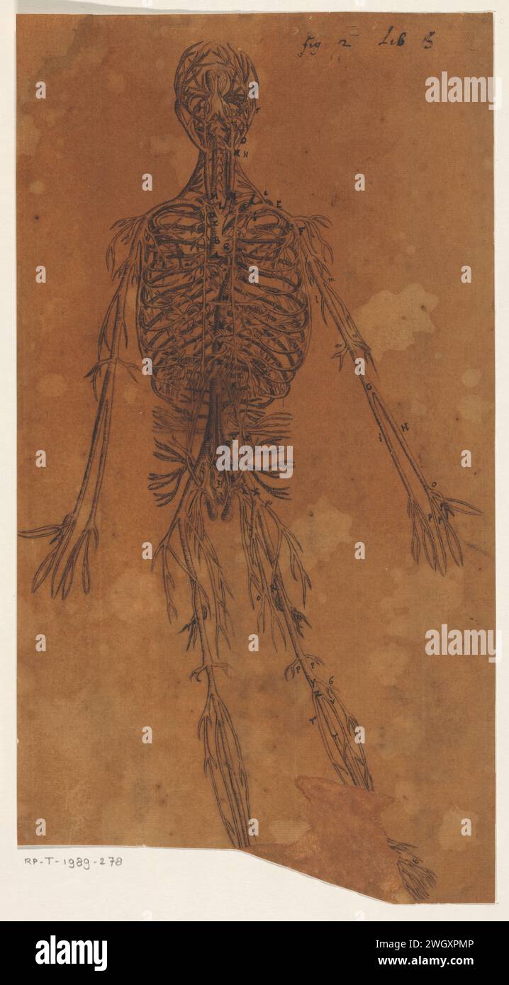Anatomical study of the arteries, Anonymous, 1630 - 1649 drawing With ...