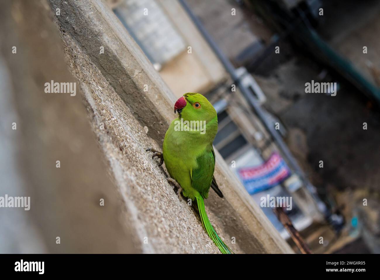 Tel Aviv, Israel – February 6, 2024 Parrot in Tel Aviv, an emblematic ...