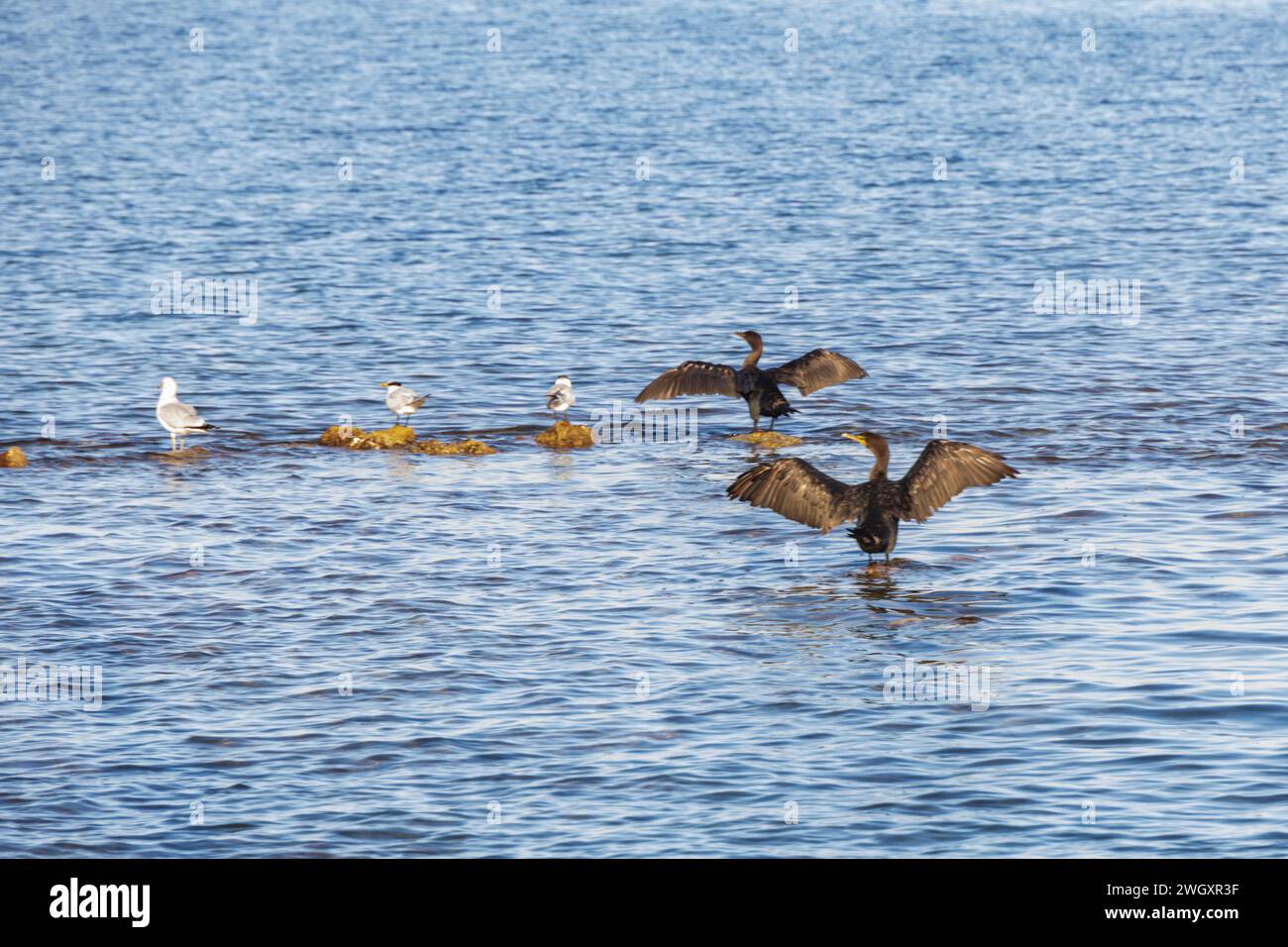 Cormorants resting on rocks drying their wing feathers Stock Photo - Alamy