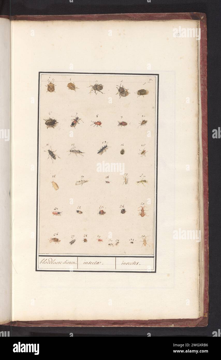 Sheet with thirty -three insects, Anselmus Boëtius de Boodt, 1596 ...