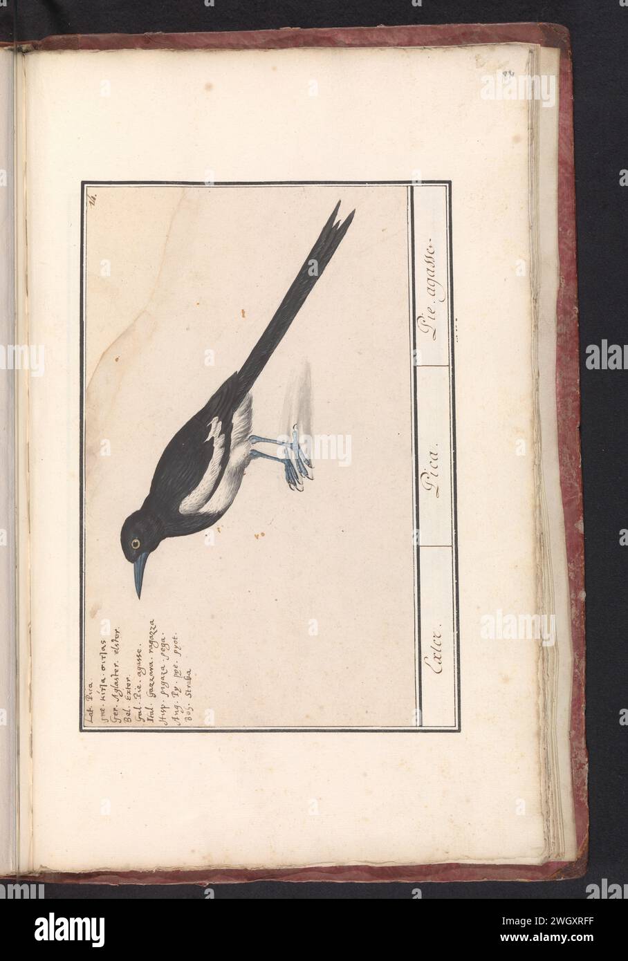 Ekster (Pica Pica), Anselm Bootius de Boodt, 1596 - 1610 drawing Magpie ...