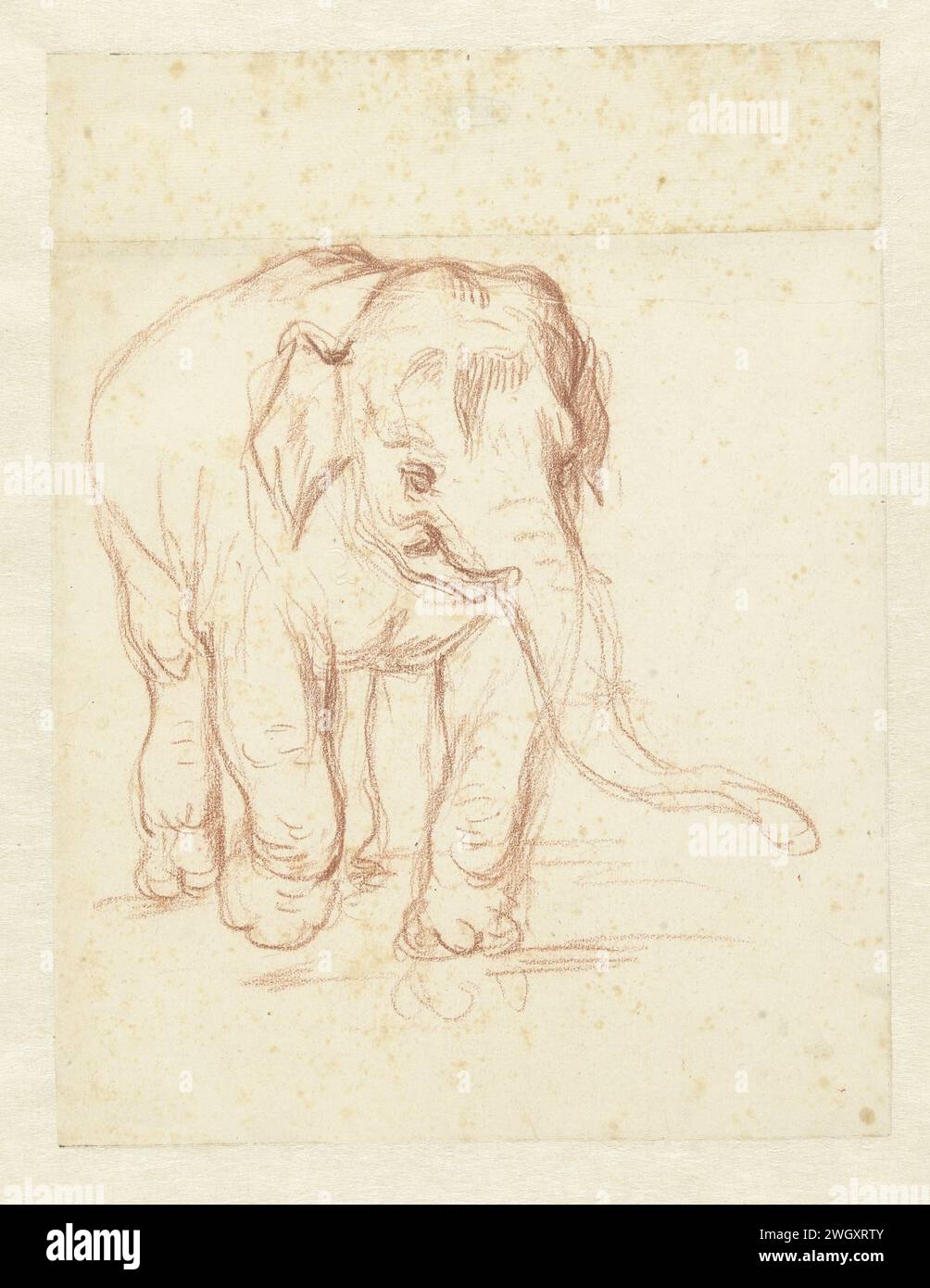 Running elephant, Petrus Camper, 1732 - 1789 drawing paper. chalk ...