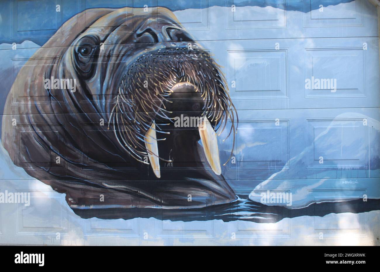 The walrus a marine mammal is endangered from global warming, lives in ...