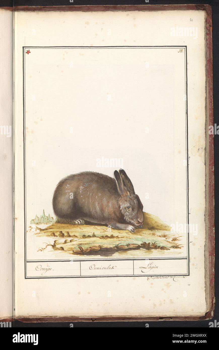 By david de coninck hi-res stock photography and images - Alamy