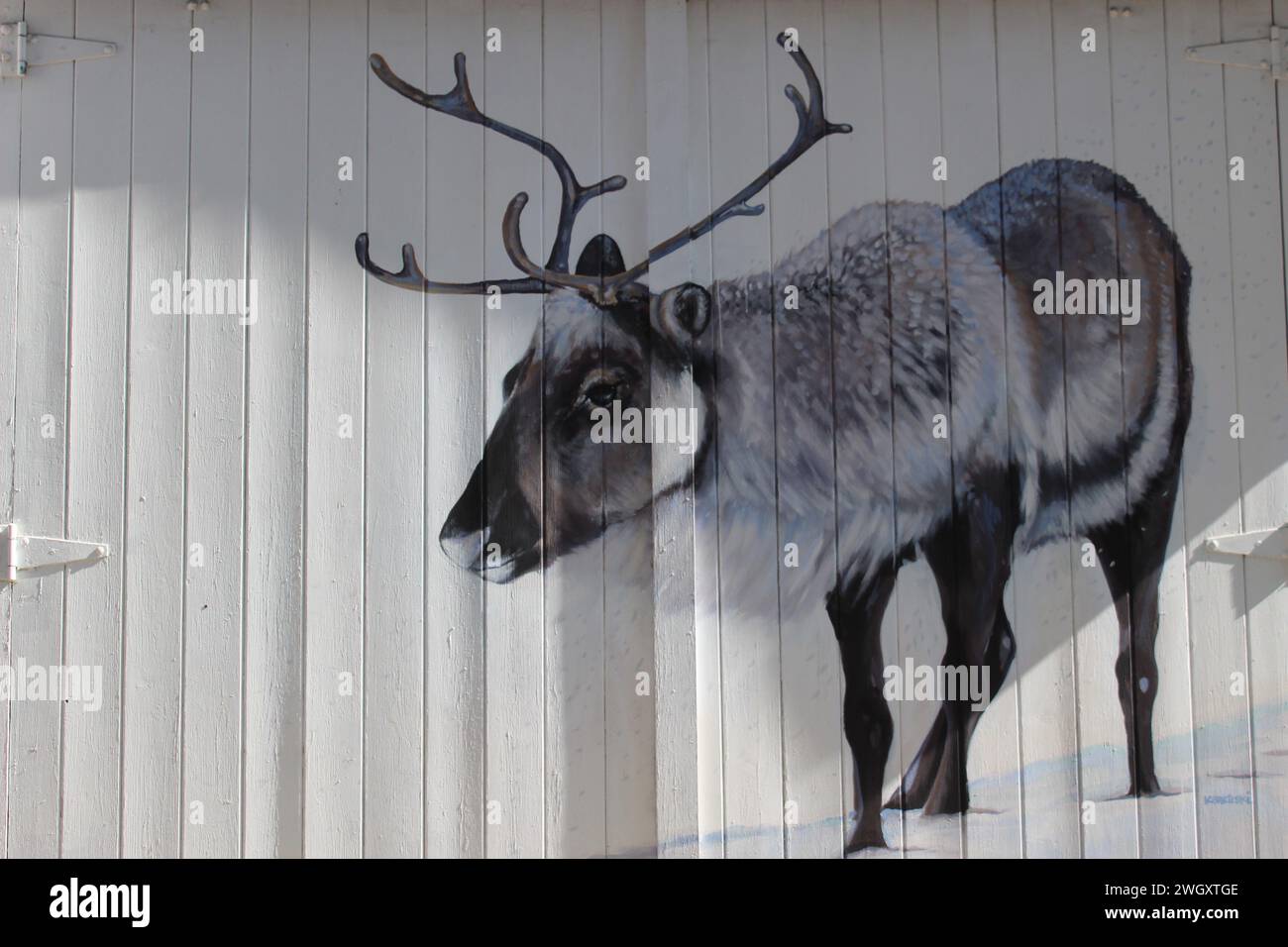 The caribou also called reindeer native to the Arctic, live in boreal ...