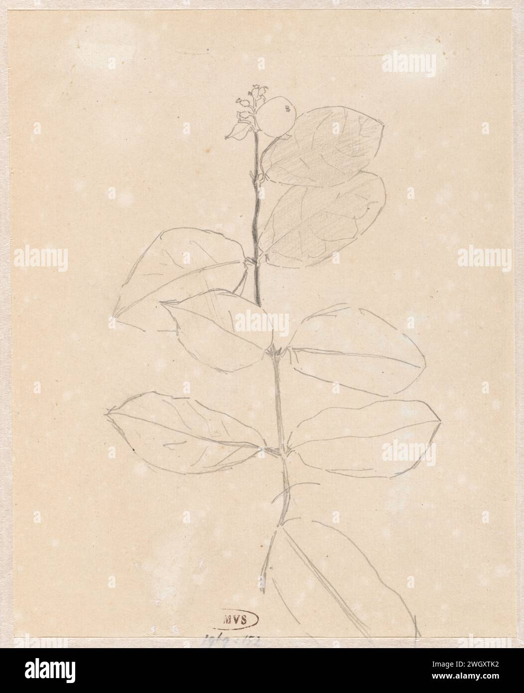 Plant Study, Theo Nieuwenhuis, 1876 - 1951 drawing paper. pencil ...