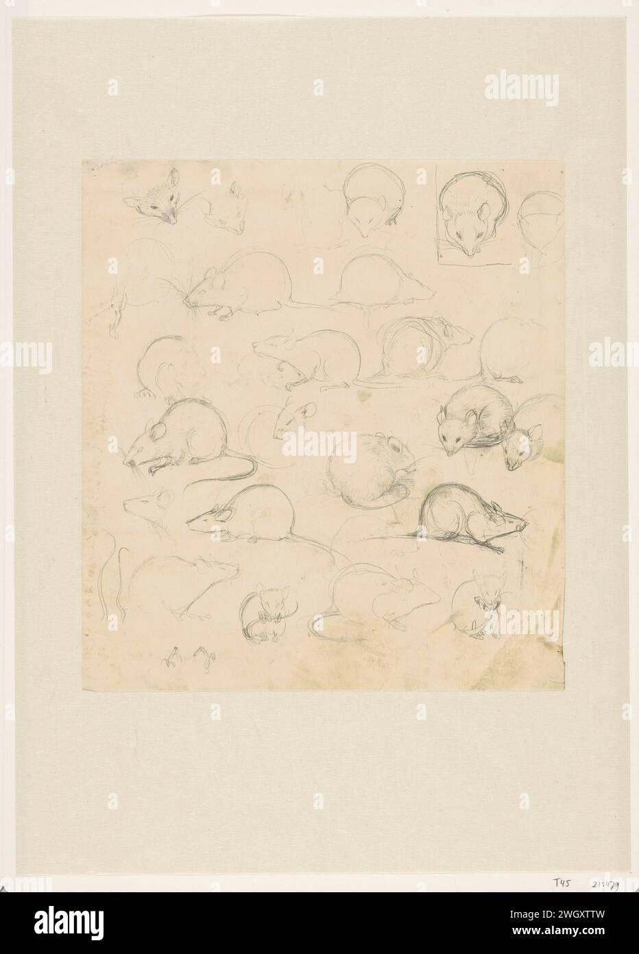 Study sheet with mice, Jan Mankes, 1914 - 1916 drawing paper. pencil ...