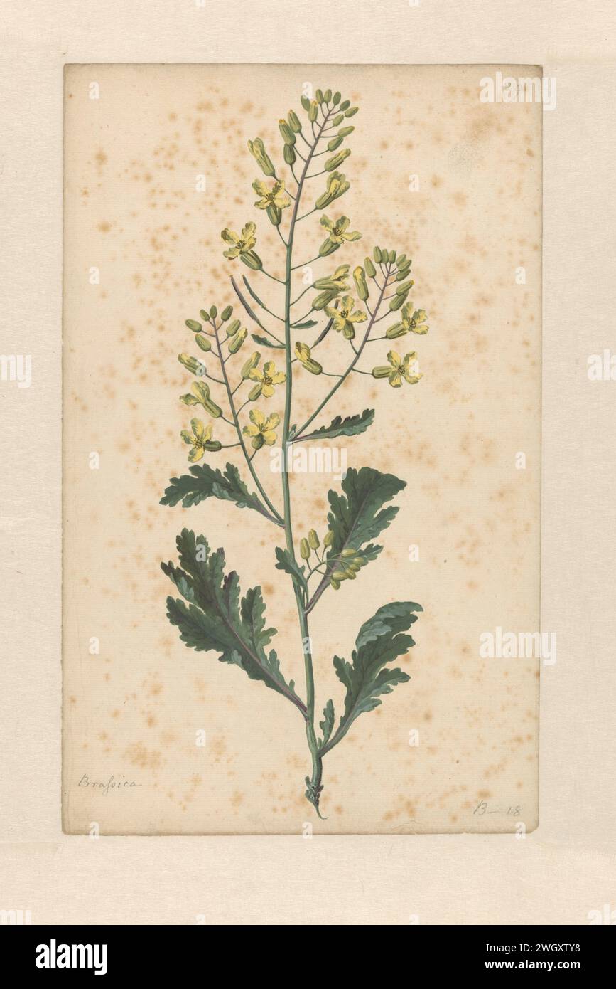 Black Mustard (Brassica nigra), Alida Withoos (attributed to) drawing ...